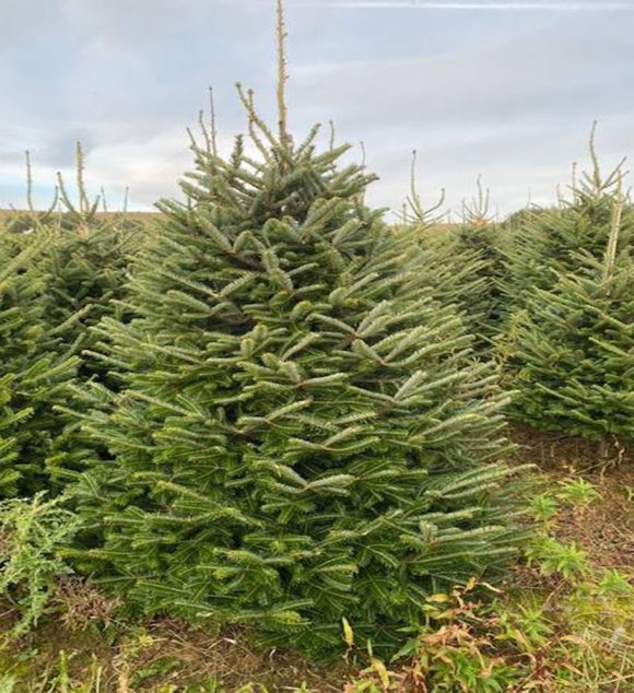 Nordman Fir Budget – Backford Christmas Tree Farm